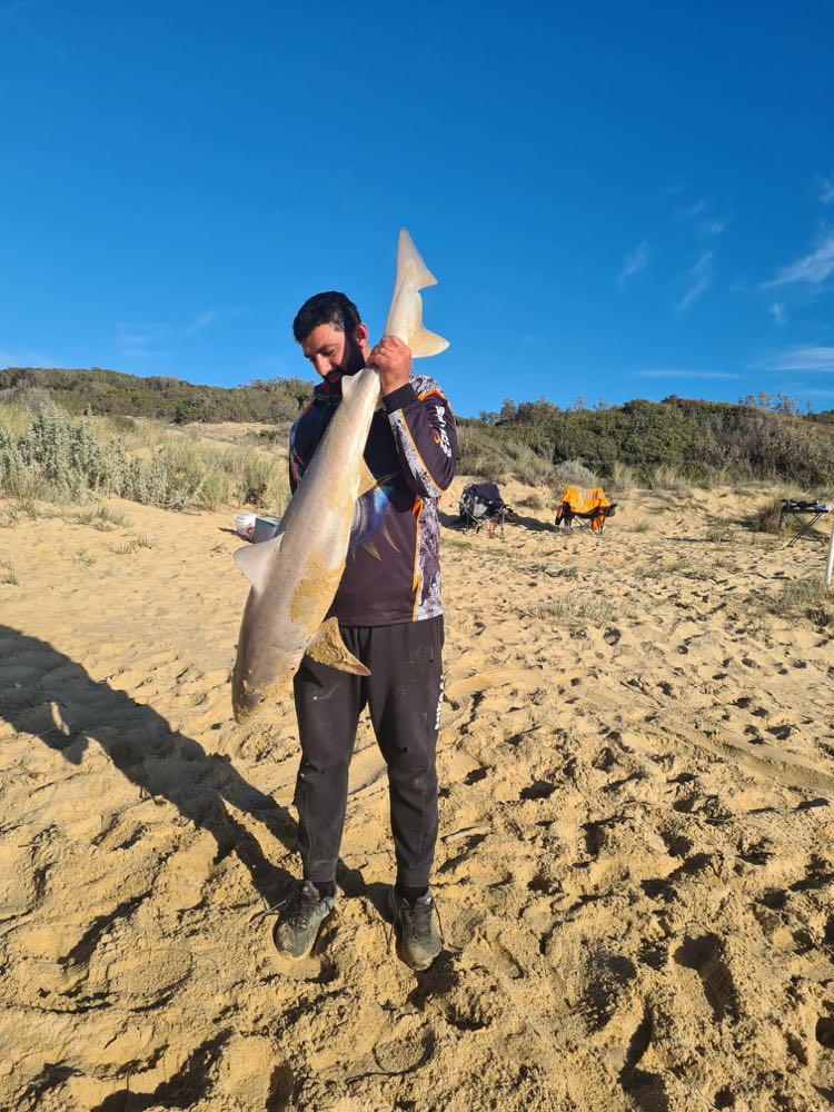 Gummy School Shark Rig