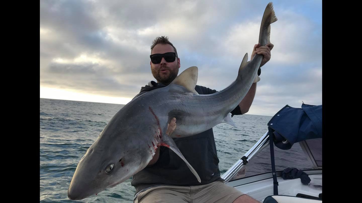 Gummy School Shark Rig