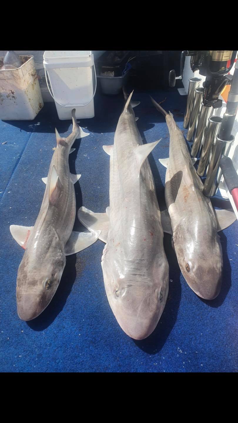 Gummy School Shark Rig