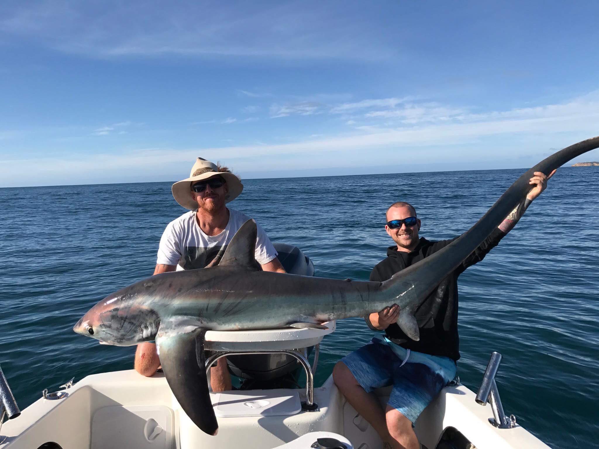 Thresher/ Small mako Shark Trace