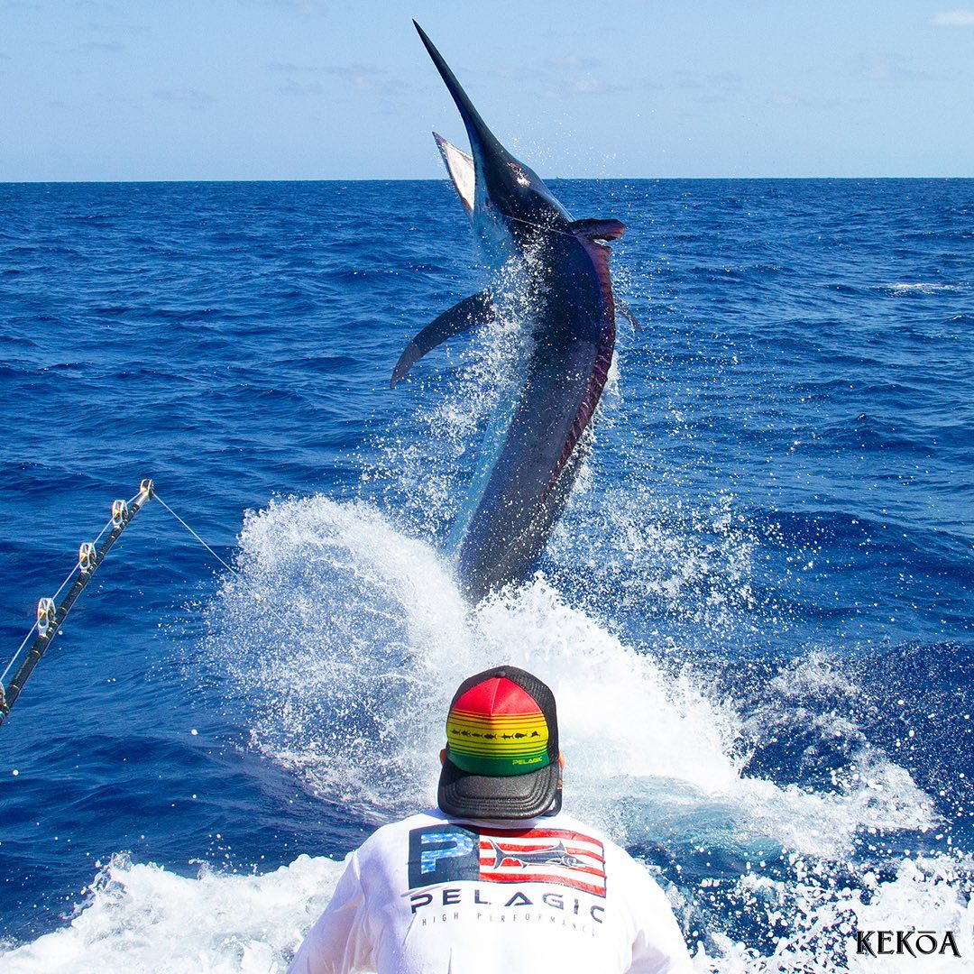 Live Bait Traces - Predator Tackle