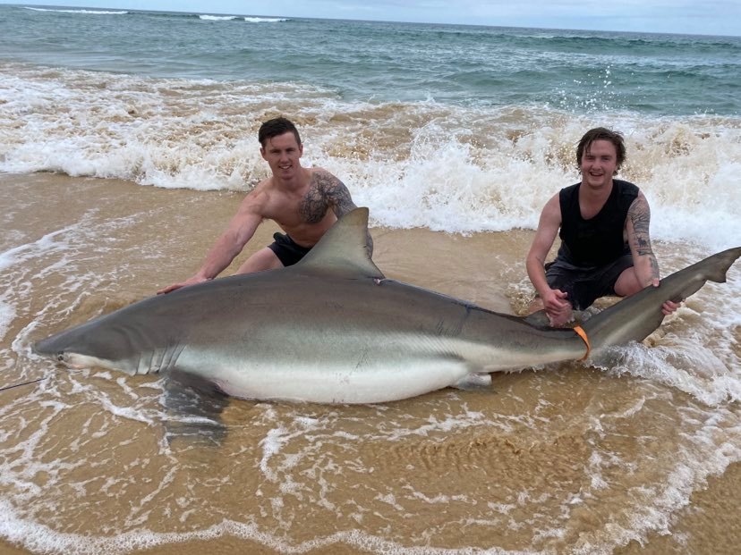 5 mt s/s 49 strand nylon coated 296 kg shark trace with 20/0 eagleclaw ...